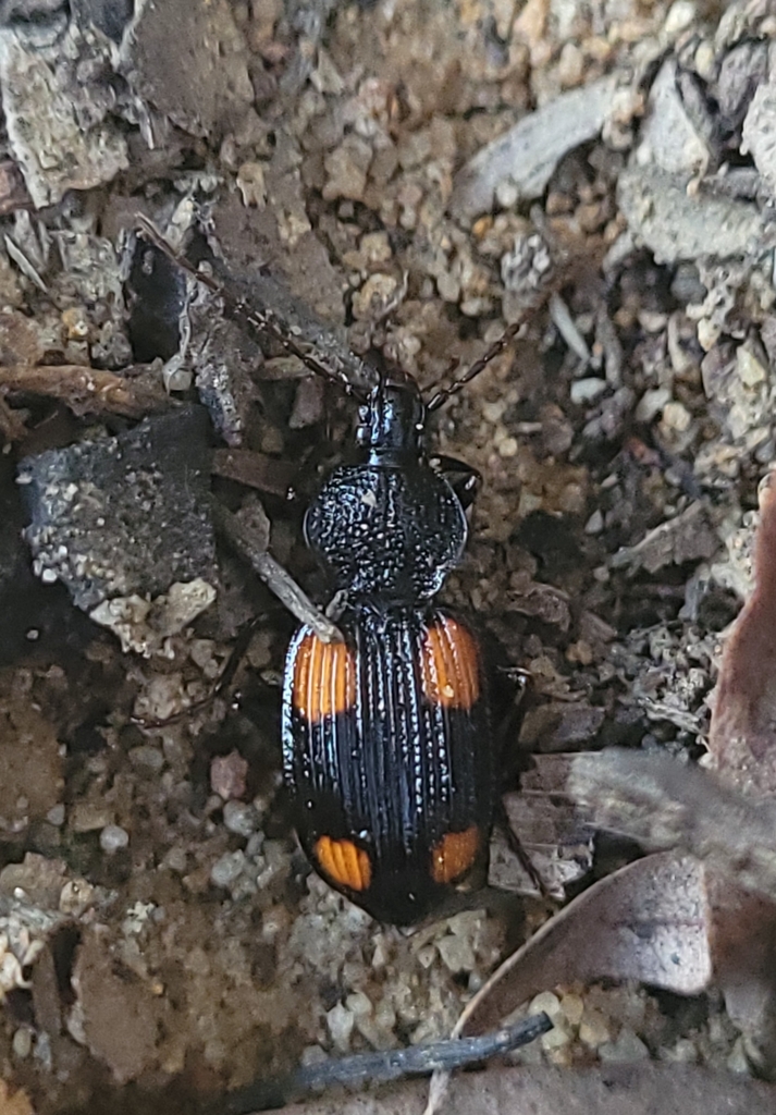 Yellow-spotted Ground Beetles in June 2023 by Eamonn Culhane · iNaturalist