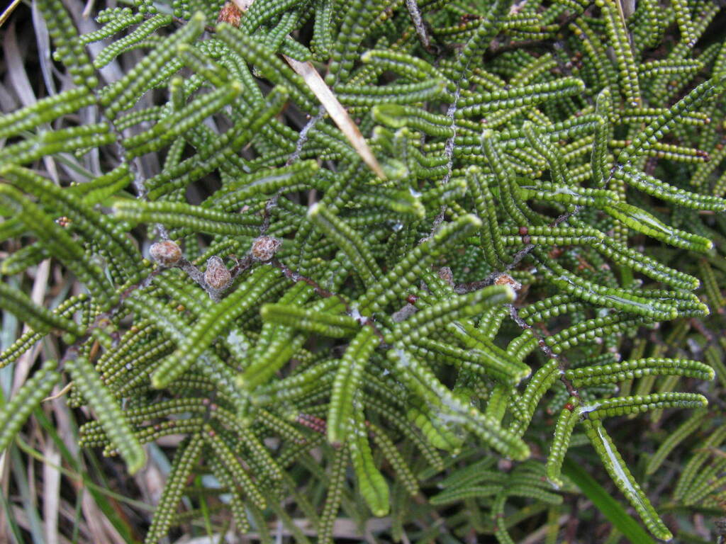 alpine coral-fern from Mount Field TAS 7140, Australia on September 27 ...