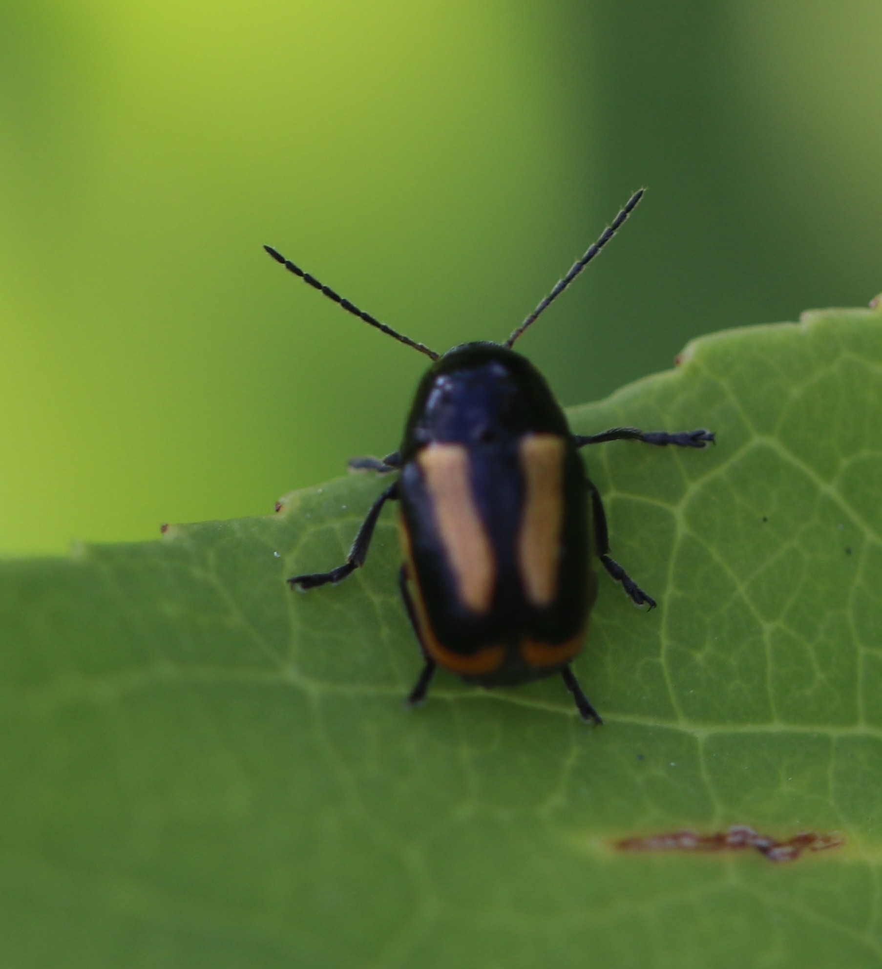 Cryptocephalus vittatus Fabricius, 1775