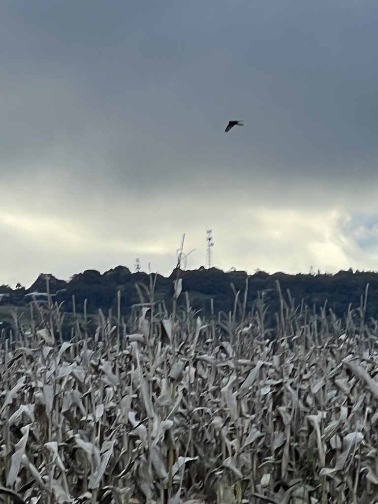 Swamp Harrier from Malanda Atherton Rd, Atherton, QLD, AU on June 13 ...