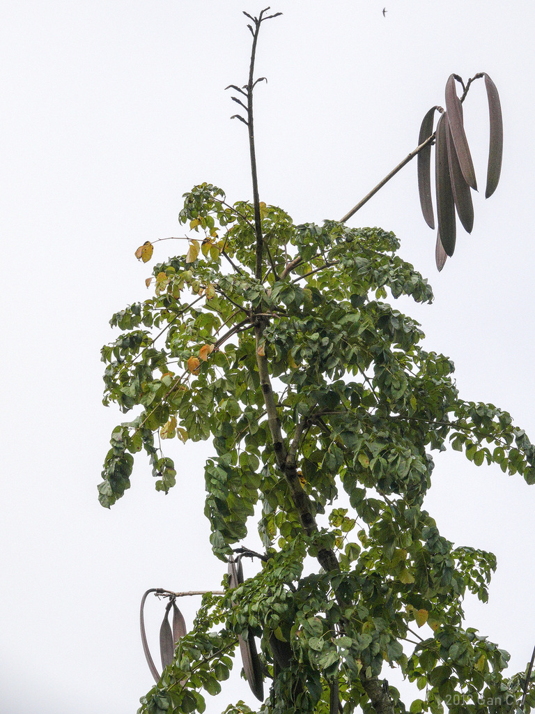 Indian trumpet tree (Oroxylum indicum) - Botanical Realm