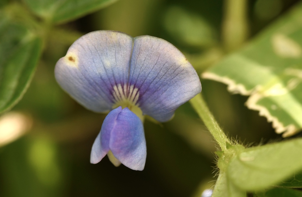 creeping vigna in June 2023 by wedgie_the_eagle · iNaturalist
