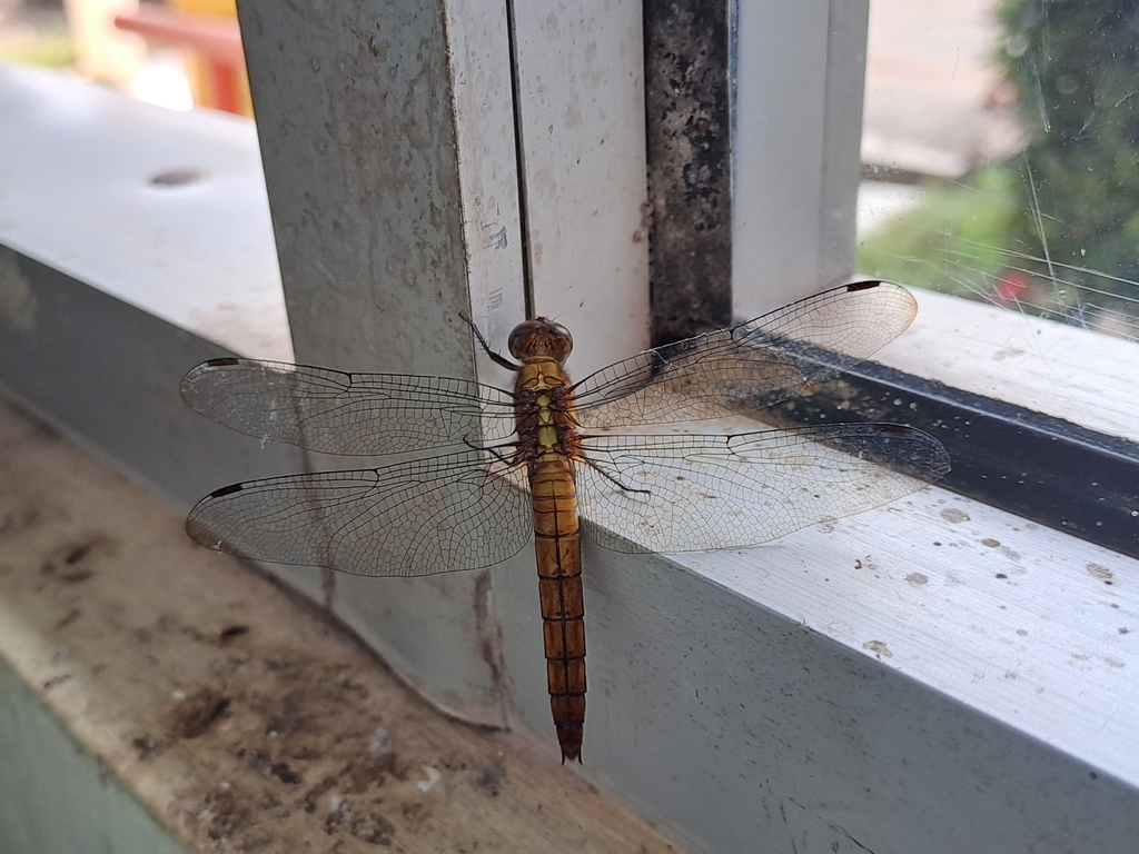 Orange Skimmer from Tulang Bawang Regency, Lampung 34595, Indonesia on ...