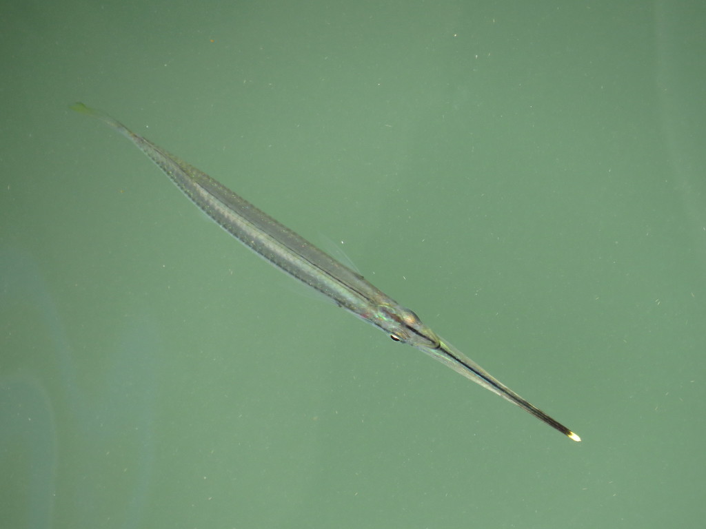 Northern River Garfish from 1 Spence St, Cairns City QLD 4870 ...