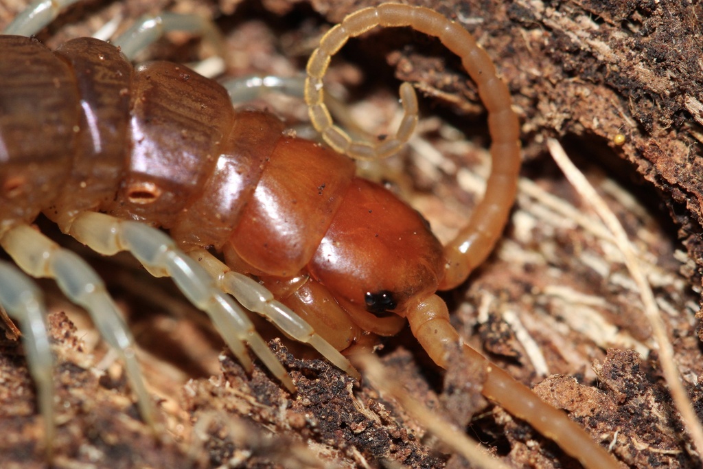 Otostigmus scaber from Maui, Haiku, HI, US on June 12, 2023 at 12:48 PM ...