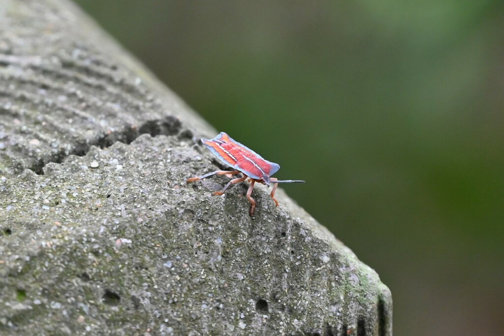 Lychee Stink Bug from Changhua County, Taiwan on June 13, 2023 at 08:56 ...