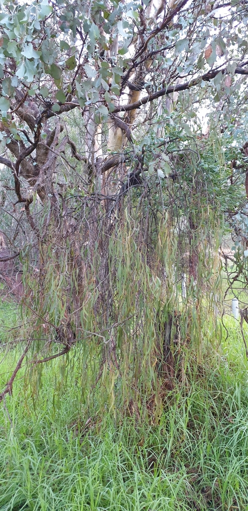 Box Mistletoe from Glenroy NSW 2640, Australia on June 13, 2023 at 04: ...