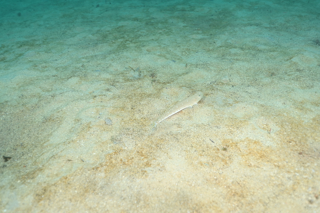 Longspine Flathead from Sydney NSW, Australia on June 13, 2023 at 11:30 ...