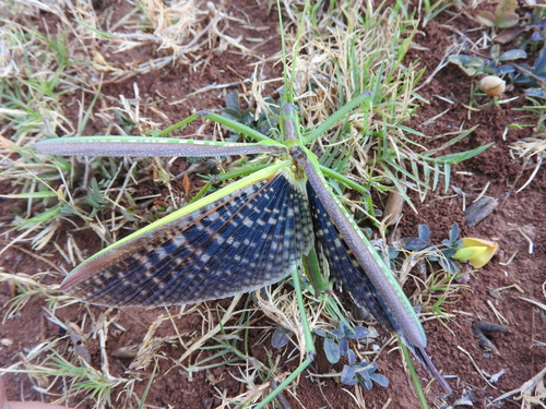 Clonia multispina · iNaturalist