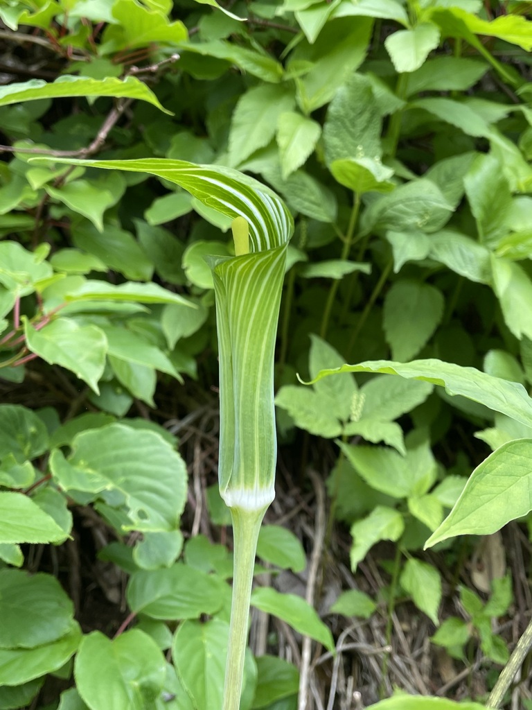 jack-in-the-pulpits and cobra lilies from Kuril'skiy rayon, Sakhalin ...