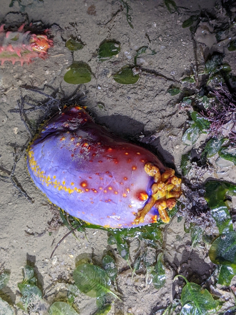 Violet Sea Apple from Changi Beach Park on June 5, 2023 at 06:34 AM by ...