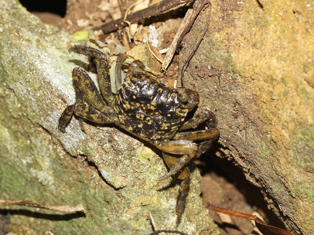 Parasesarma pictum (De Haan, 1835)