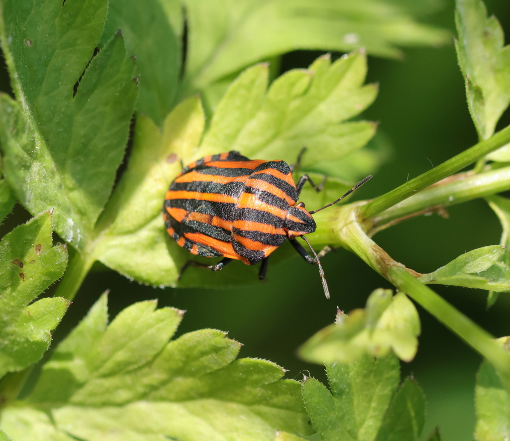Continental Striped Shield Bug from Oudalle, France on June 12, 2023 at ...
