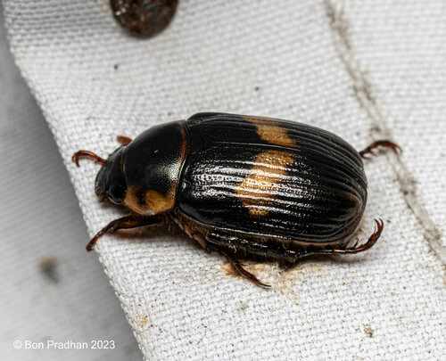 Anomala flaviventris · iNaturalist