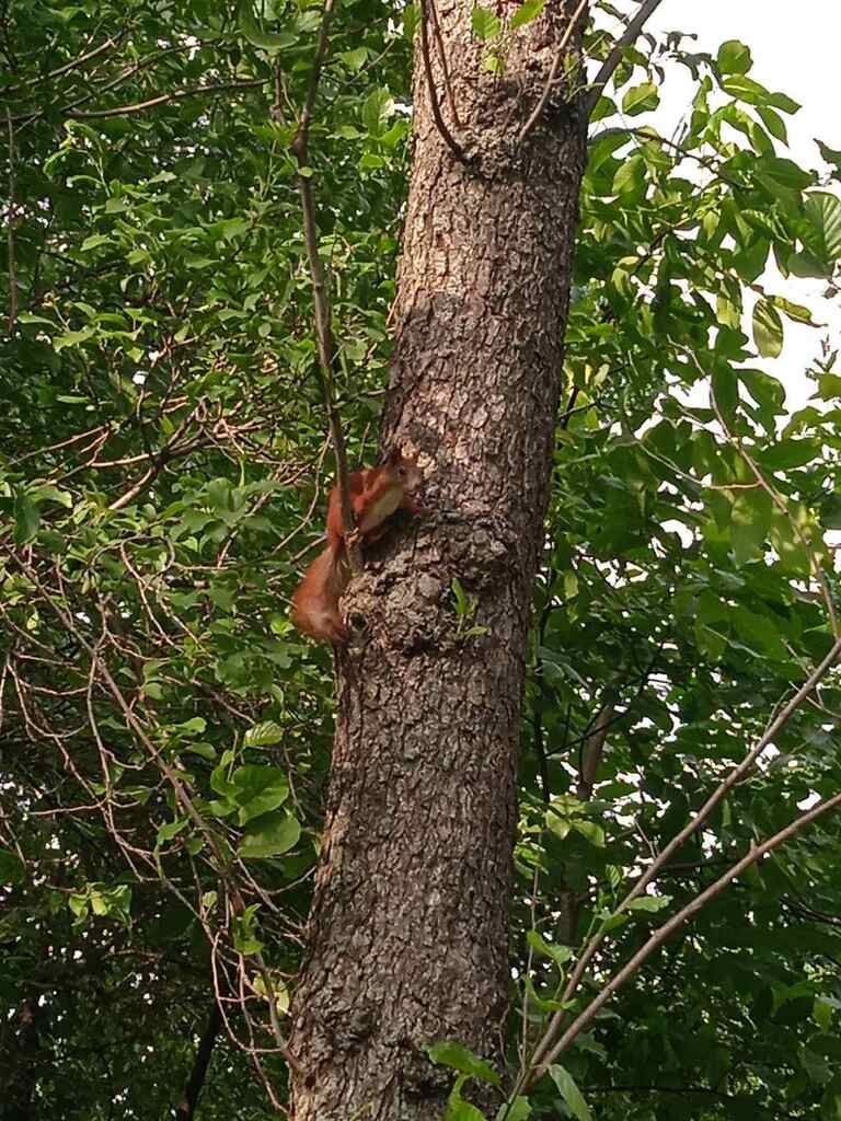 Eurasian Red Squirrel from Городище, Черкаська область, Україна, 19500 ...