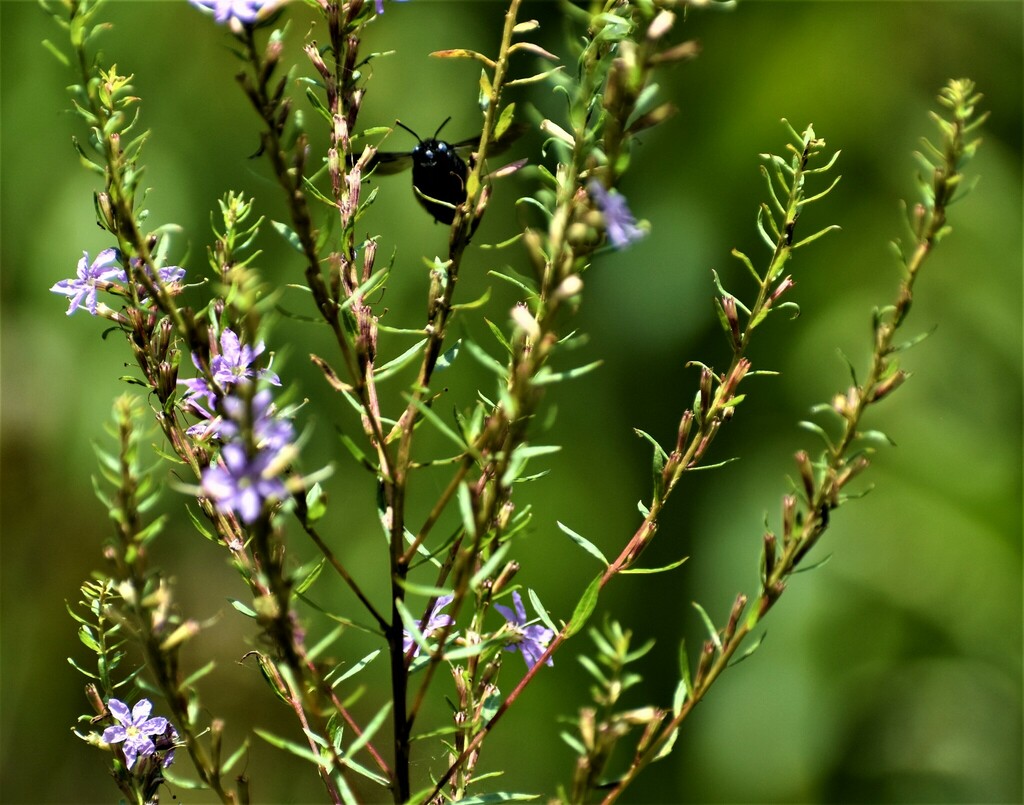 winged lythrum in June 2023 by Beach2022 · iNaturalist