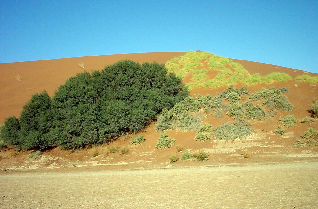 Wild Tamarisk from Hardap Region, Namibia on March 15, 2003 at 06:06 PM ...