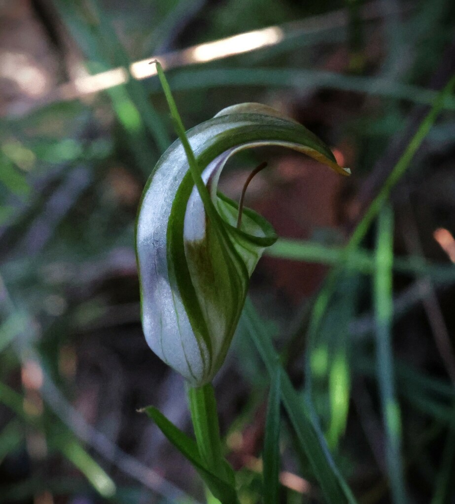 cobra greenhood from Stanwell Tops NSW 2508, Australia on June 13, 2023 ...