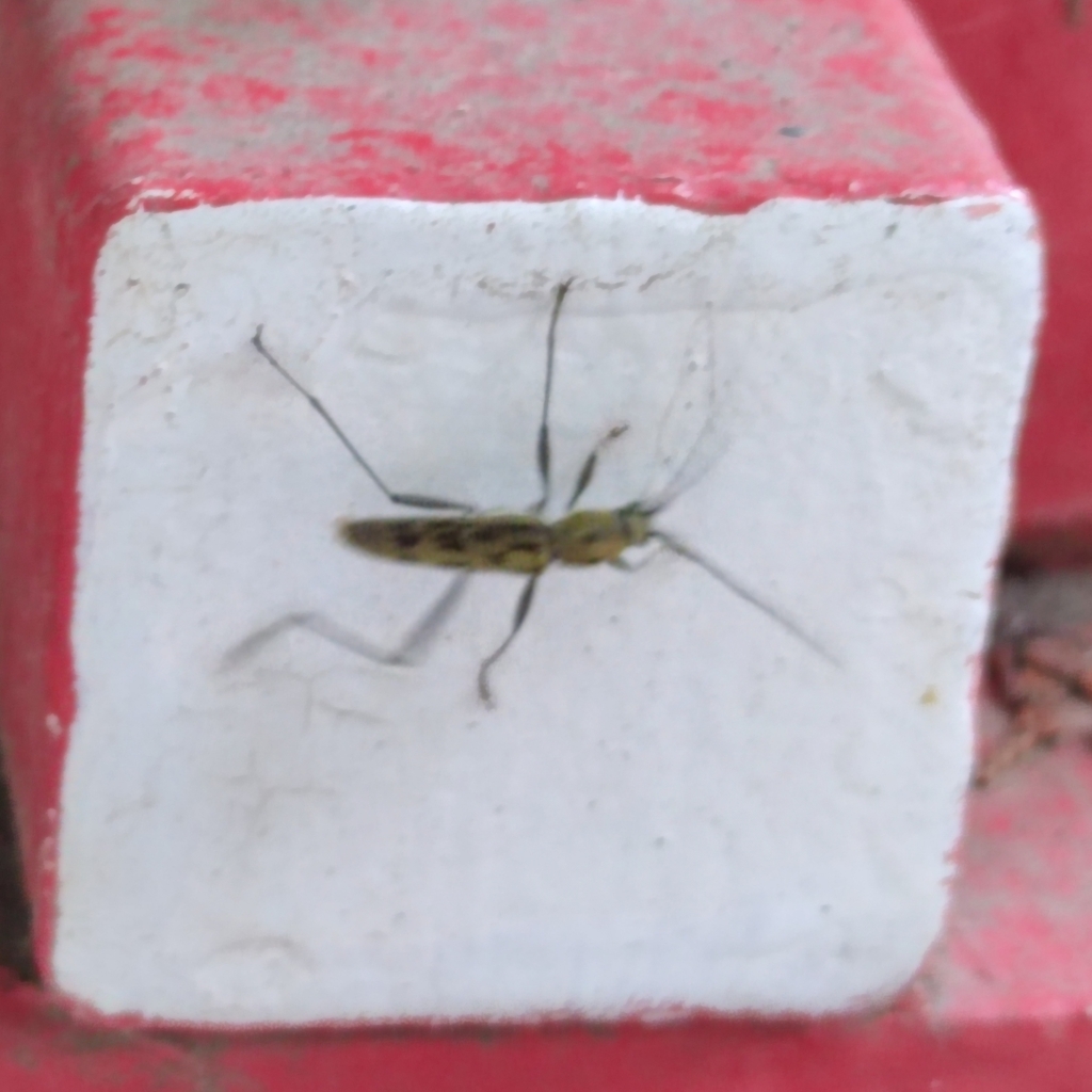 Demonax notabilis from 2177 Takaomachi, Hachioji, Tokyo 193-0844, Japan ...