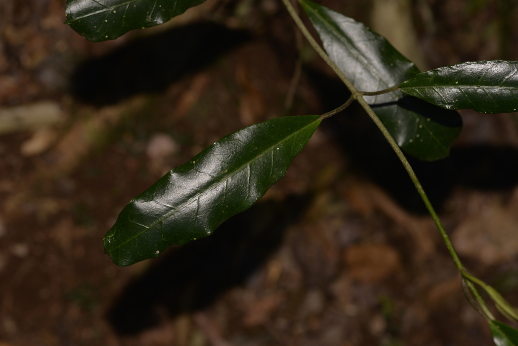 Corky Milk Vine from Tamborine Mountain QLD 4272, Australia on May 29 ...