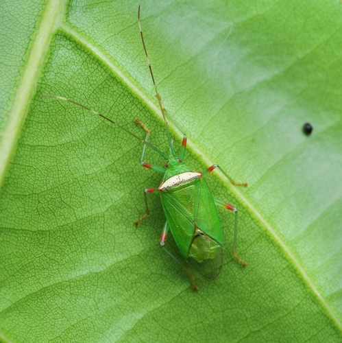 Urolabida callosa · iNaturalist