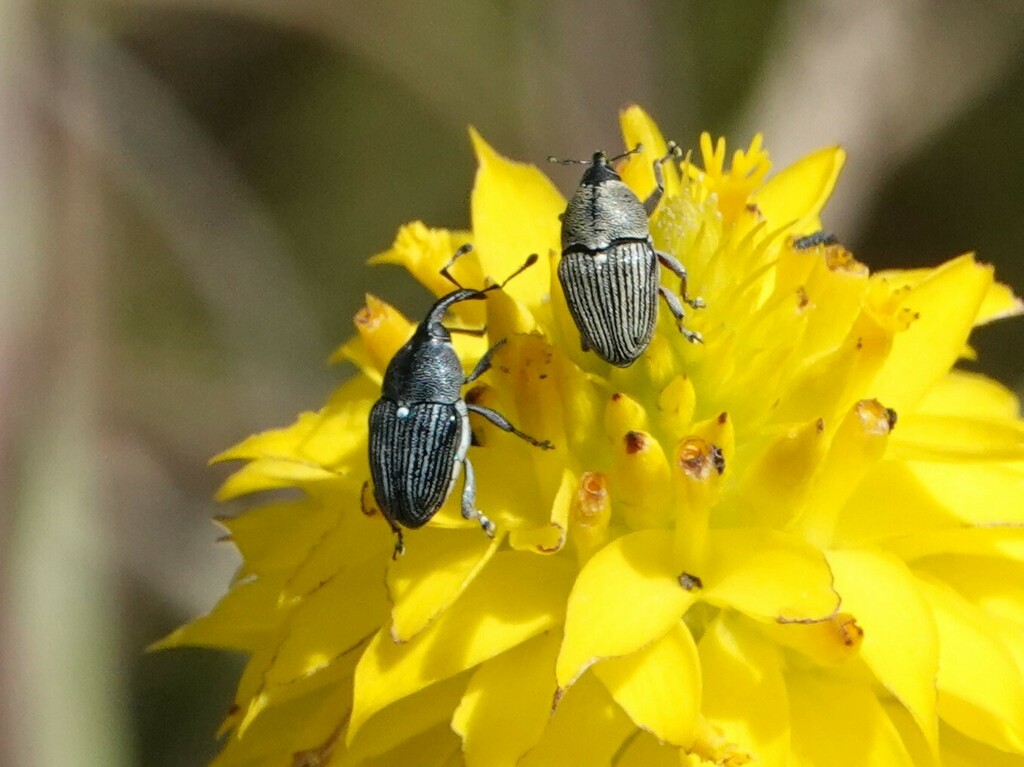 Rugged Flower Weevil from Osceola County, FL, USA on June 12, 2023 at ...
