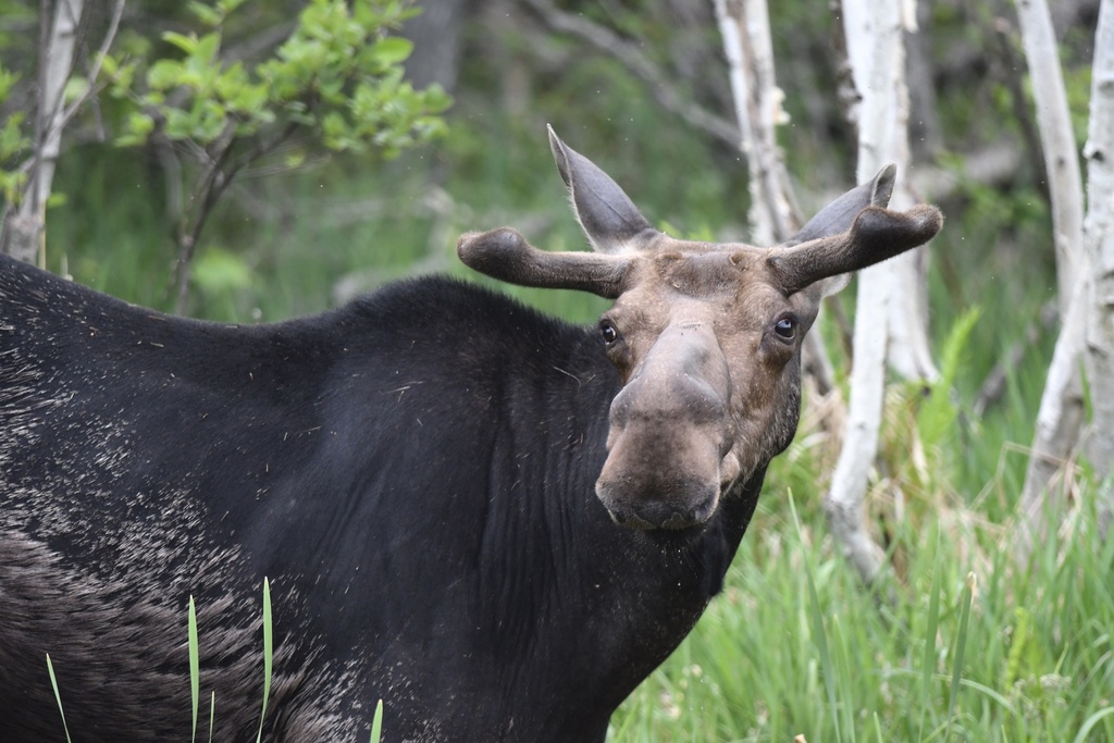 Moose from Highway 60, Algonquin Highlands, ON, CA on June 9, 2023 at ...