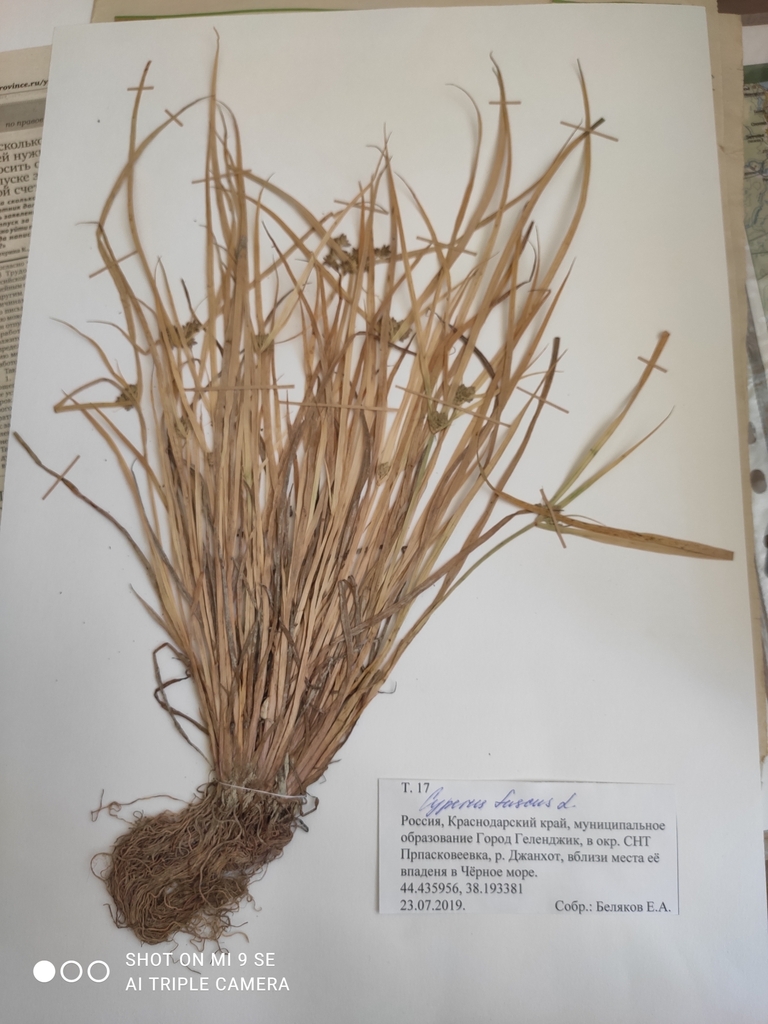 Variable Flatsedge from Местоположение: 44,435956, 38,193381 on June 13 ...