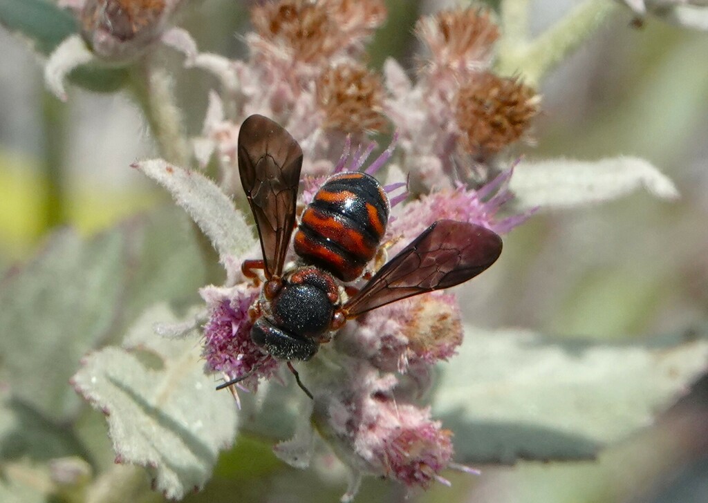 Florida Pebble Bee from Osceola County, FL, USA on June 12, 2023 at 12: ...