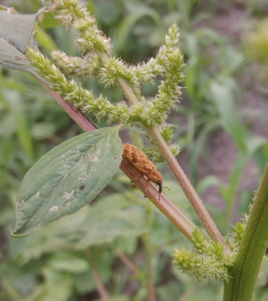 Gasteroclisus auriculatus from 台灣屏東縣 on December 8, 2018 at 04:25 PM by ...