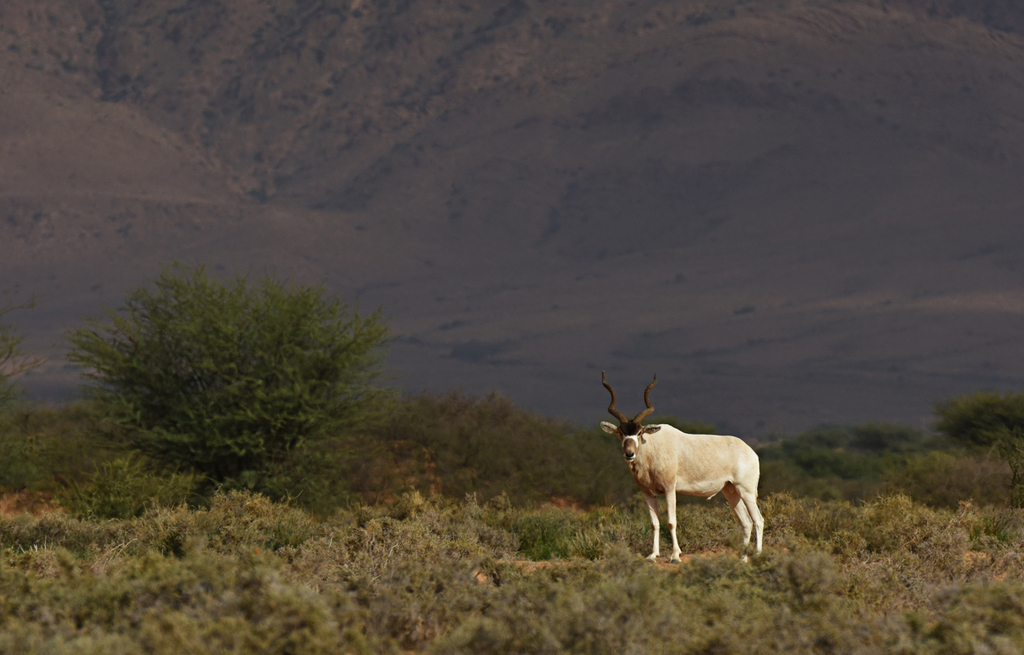 Addax in October 2016 by Royle Safaris. Photographer Chris Scharf ...