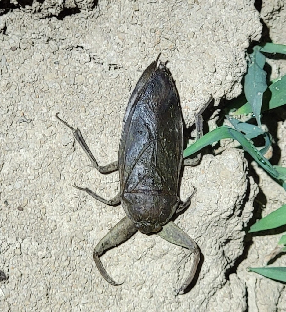 Oriental Giant Water Bug from Chuzhou, CN-AH, CN on June 13, 2023 at 12 ...
