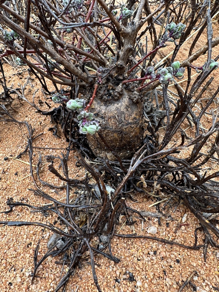 Broken Babooncabbage in May 2023 by Hafeez Sonday · iNaturalist