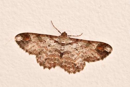 Iridopsis appetens · iNaturalist