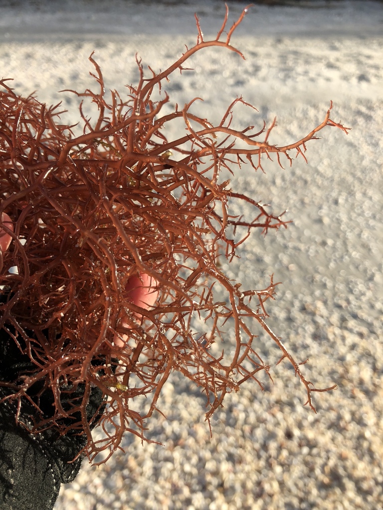 Red Spaghetti (Marine Algae at Odiorne ) · iNaturalist