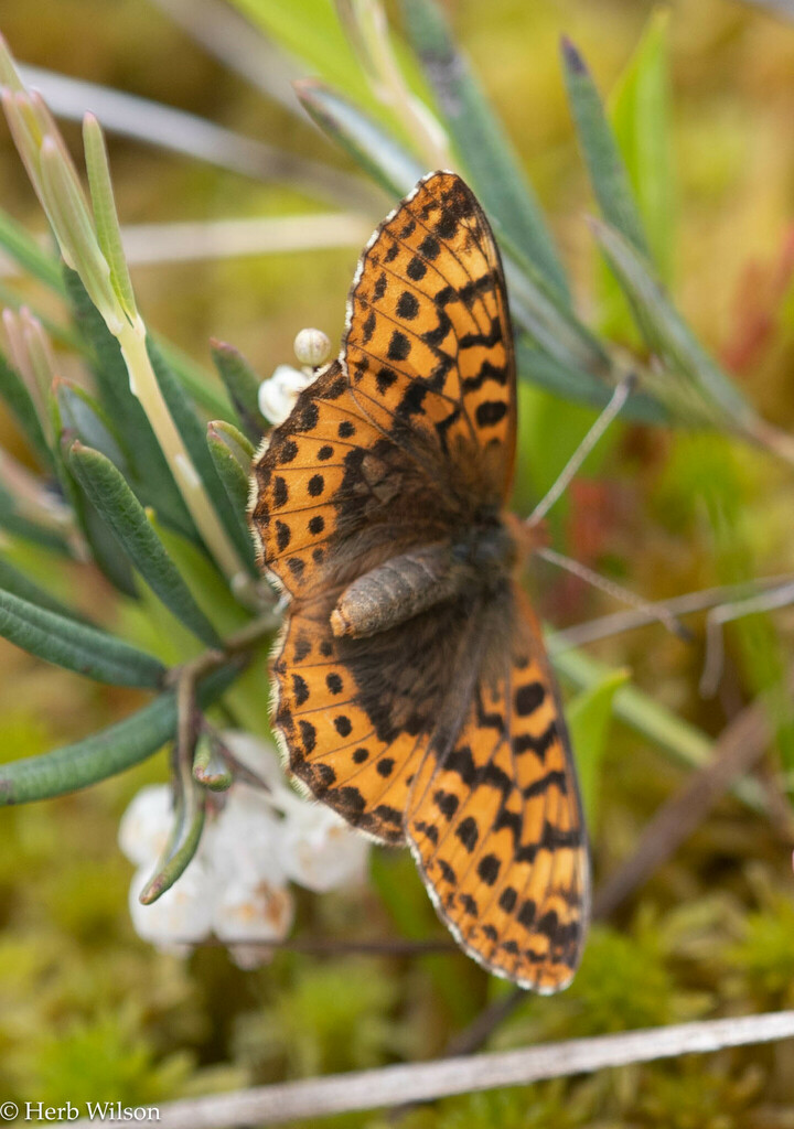 Saga Fritillary in June 2023 by Herb Wilson · iNaturalist