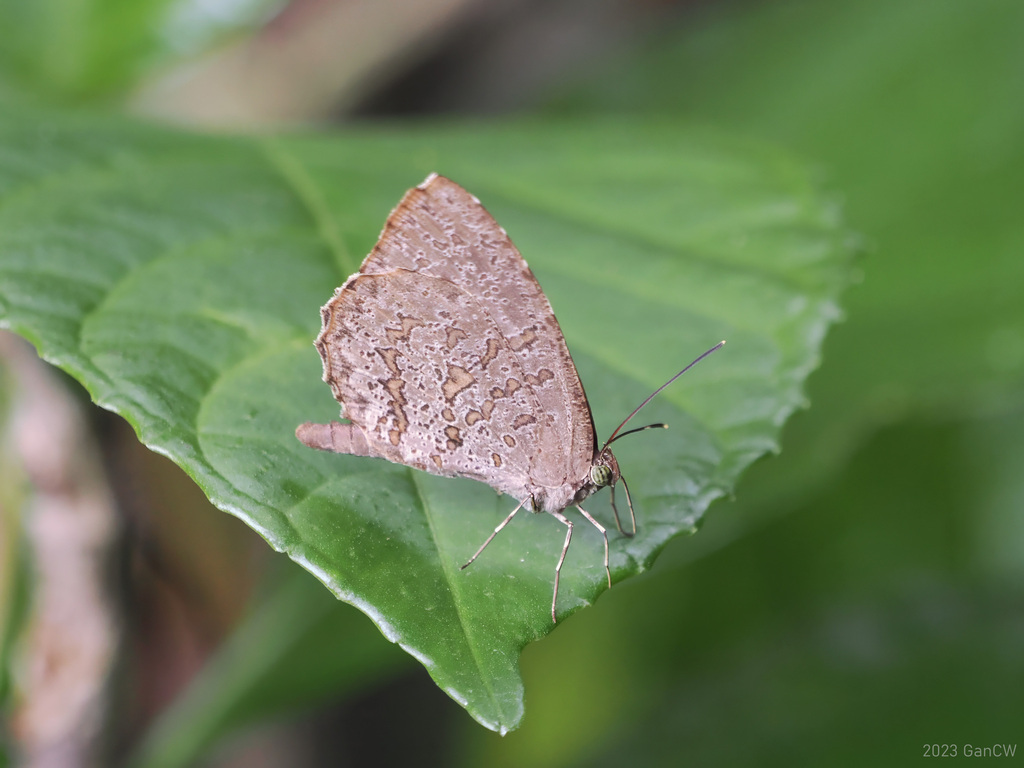 Crenelate Darkwing from Trongsa, Bhutan on June 1, 2023 at 05:37 PM by ...