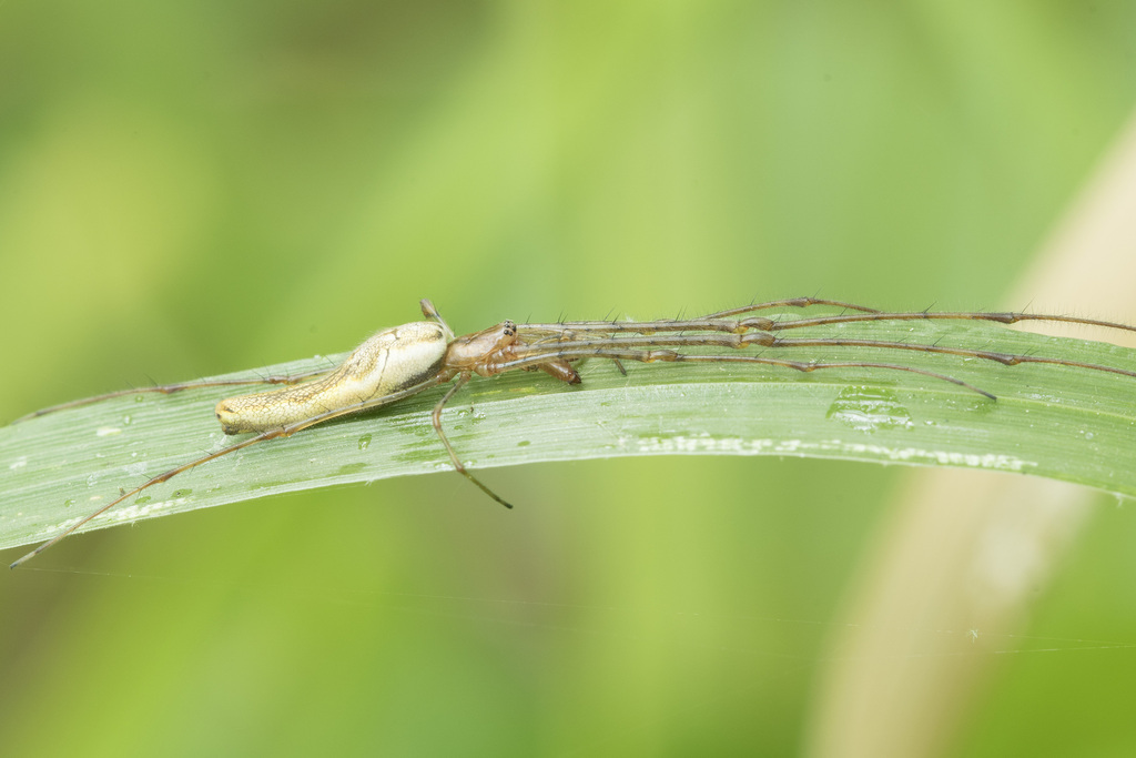 Elongate Stilt Spider from Montgomery County, OH, USA on June 11, 2023 ...