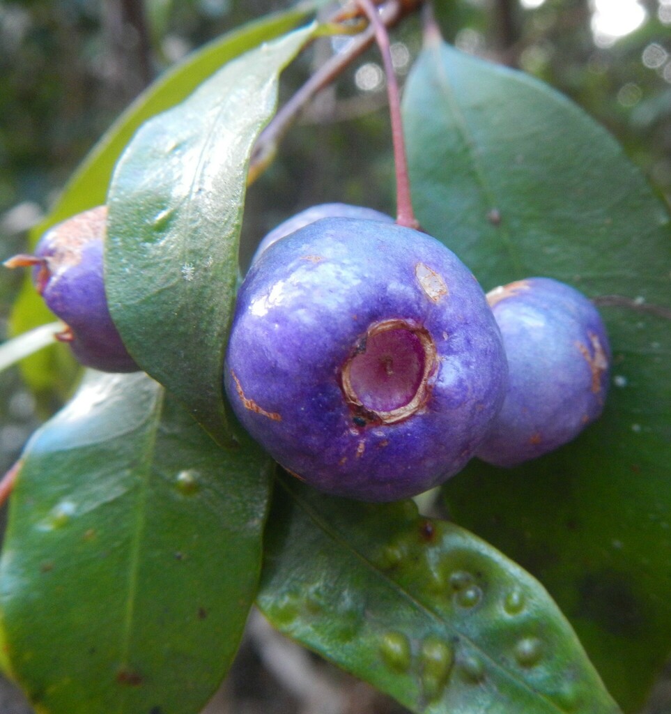 Blue Lilly Pilly from Mount Mee QLD 4521, Australia on April 16, 2022 ...