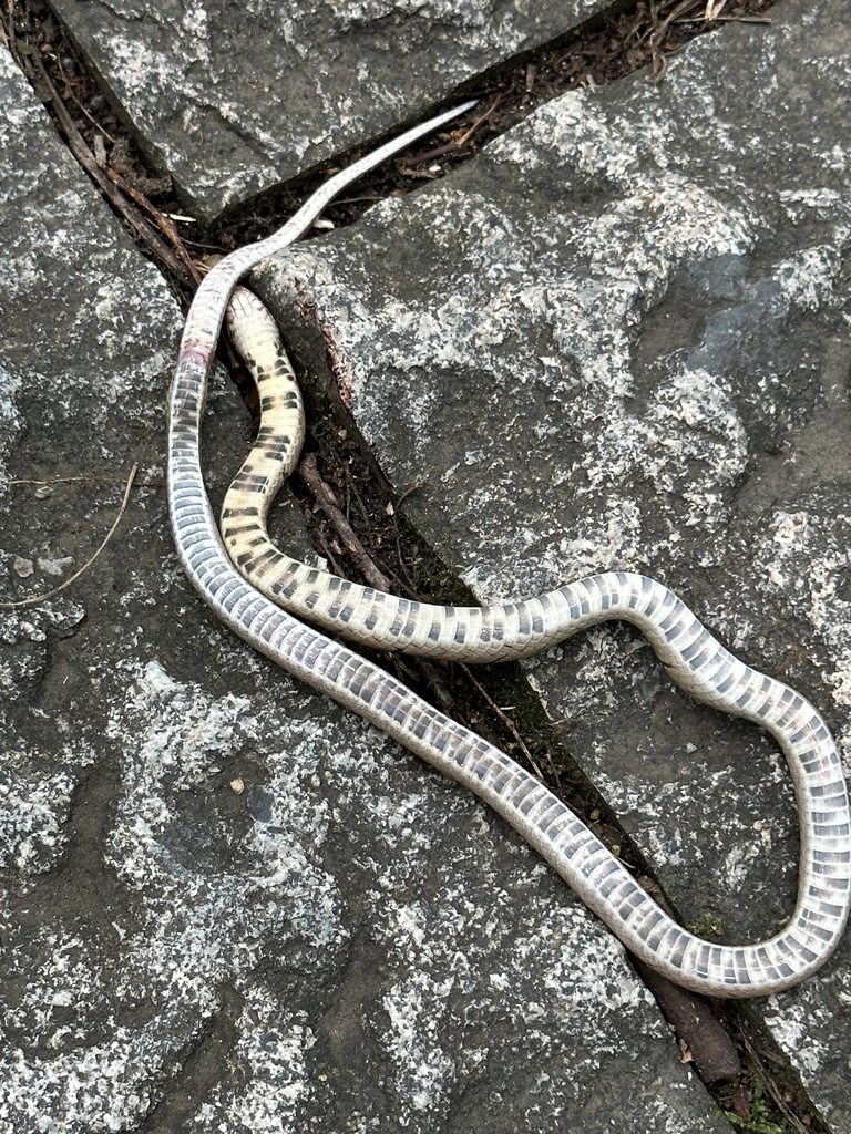 Chinese Kukri Snake from 杭州道荣高尔夫俱乐部, 杭州市, 浙江省, CN on June 13, 2023 at ...