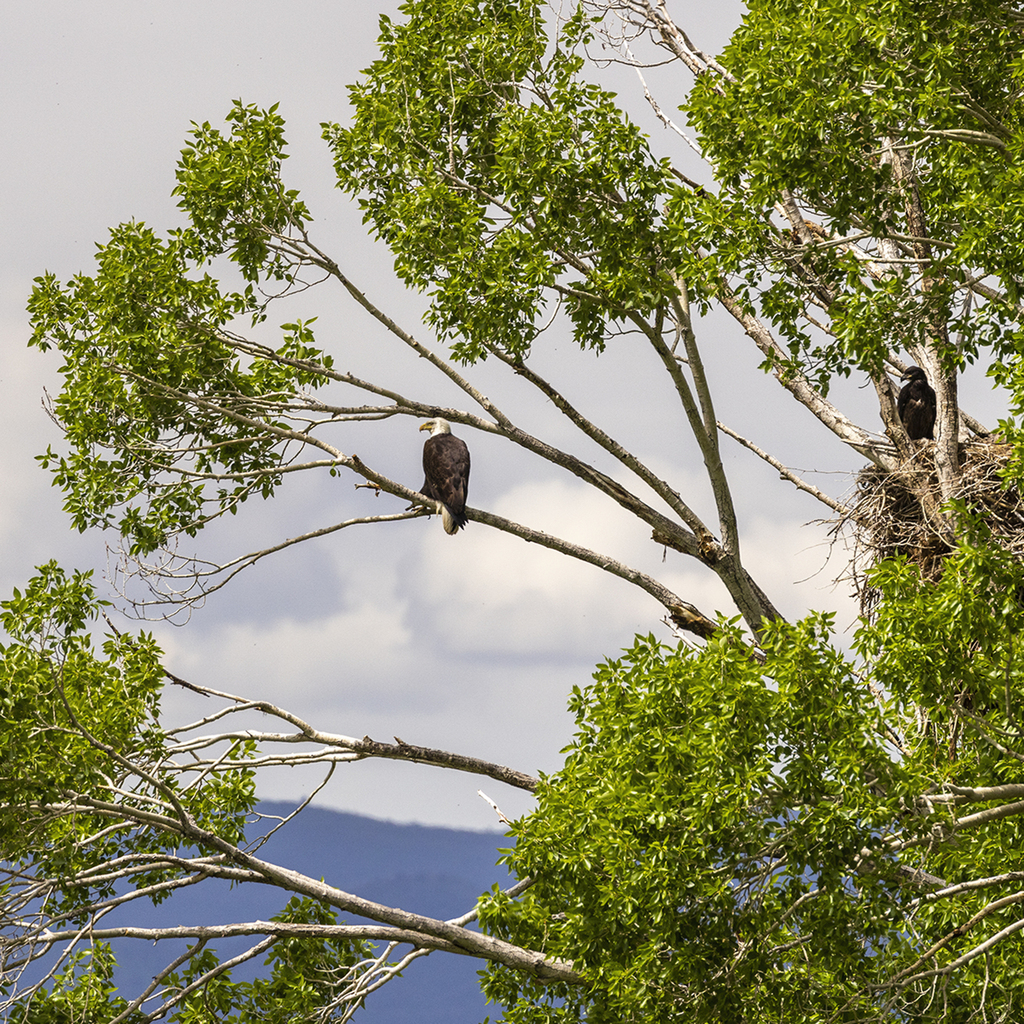 Bald Eagle in June 2023 by Dona Hilkey. One adult and one chick were ...