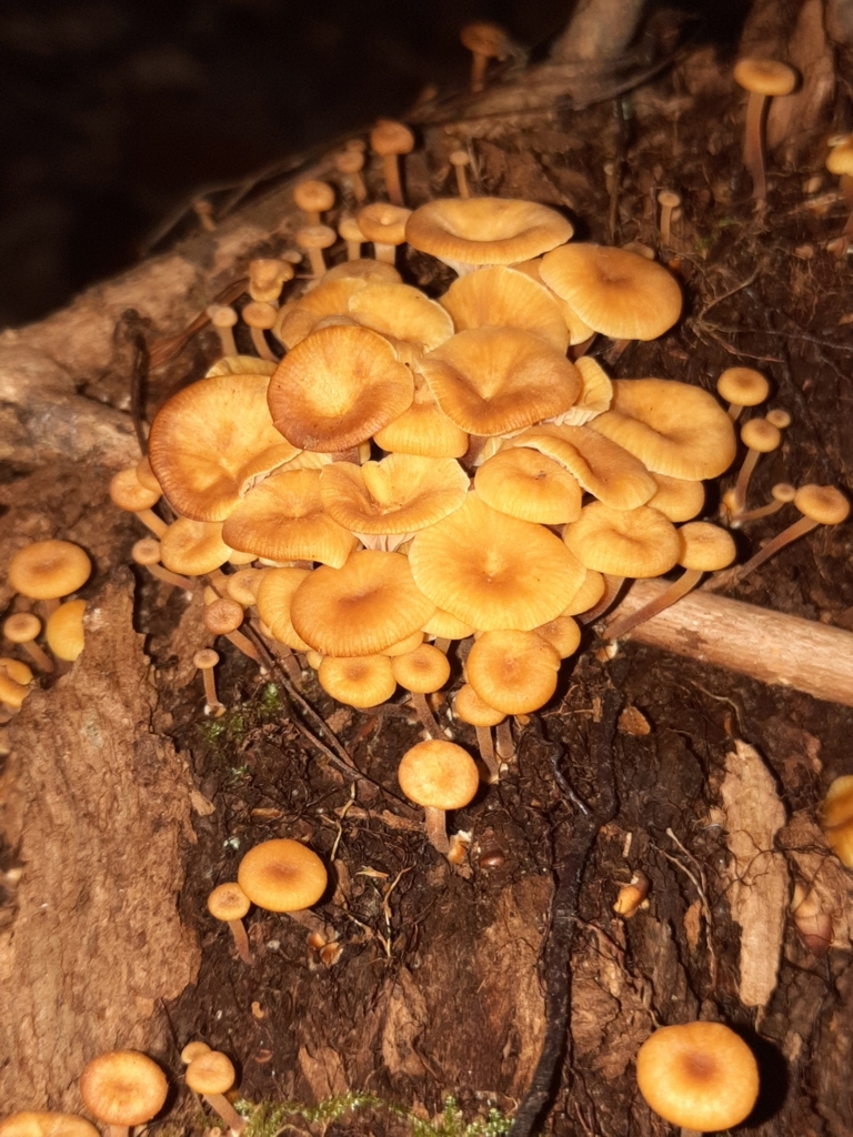 Pinewood Gingertail from Elizabethton, TN 37643, USA on June 11, 2023 ...