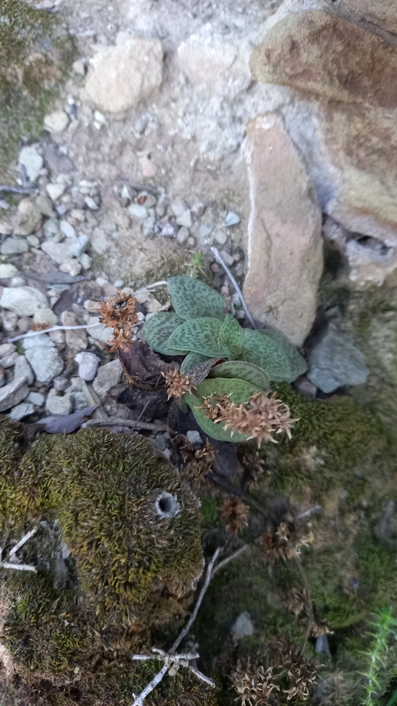 Crassula tabularis from Xhariep, ZA-FS, ZA on June 10, 2023 at 04:13 PM ...