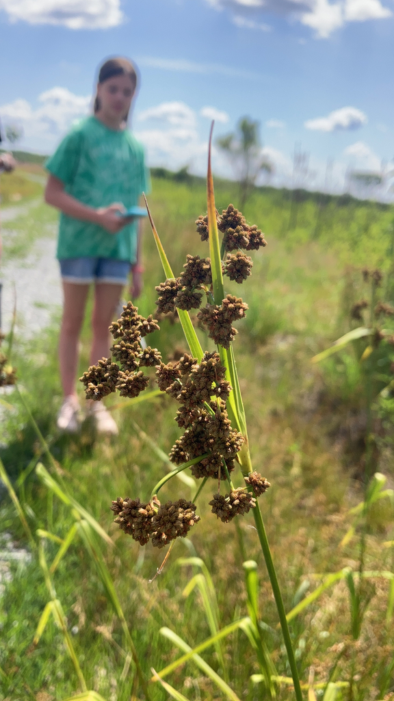 dark green bulrush from Henrico on June 13, 2023 at 10:48 AM by Ashley ...