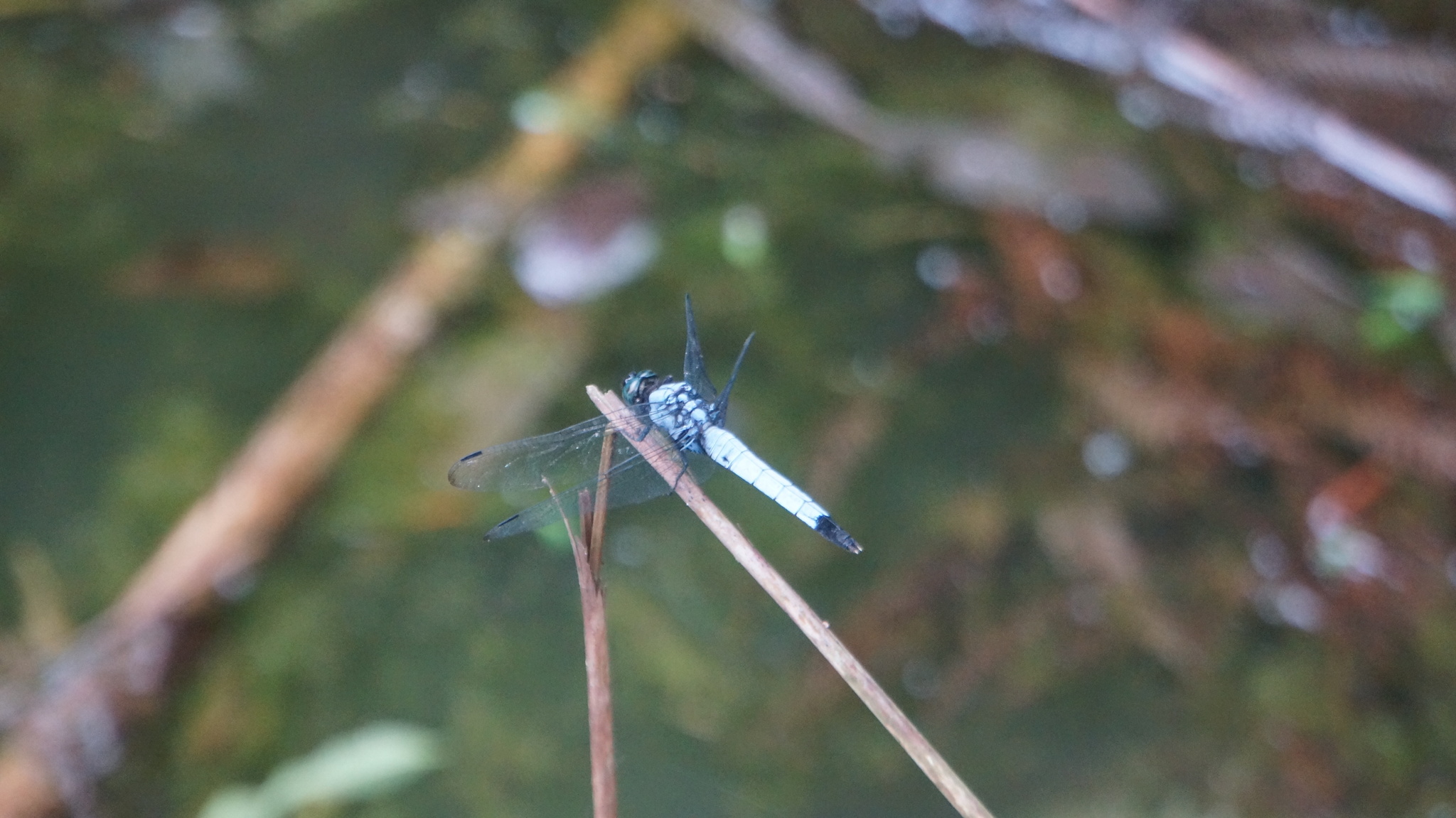 Orthetrum melania Selys, 1883