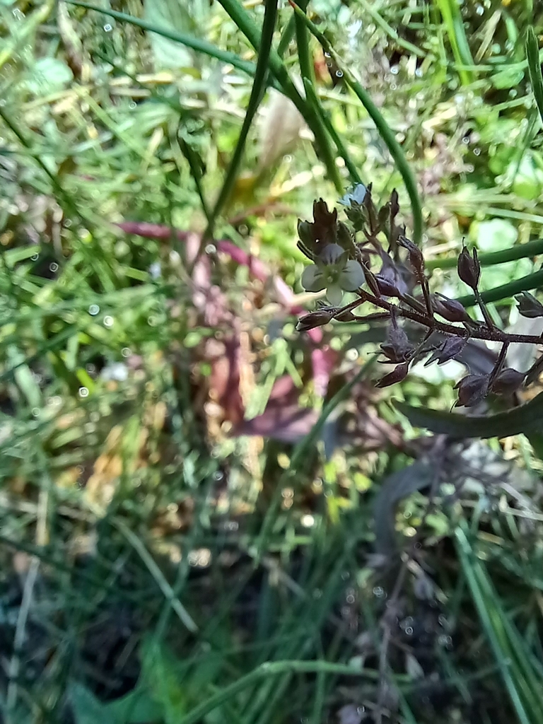 chain speedwell from Saint-Nicolas-la-Chapelle, France on June 13, 2023 ...
