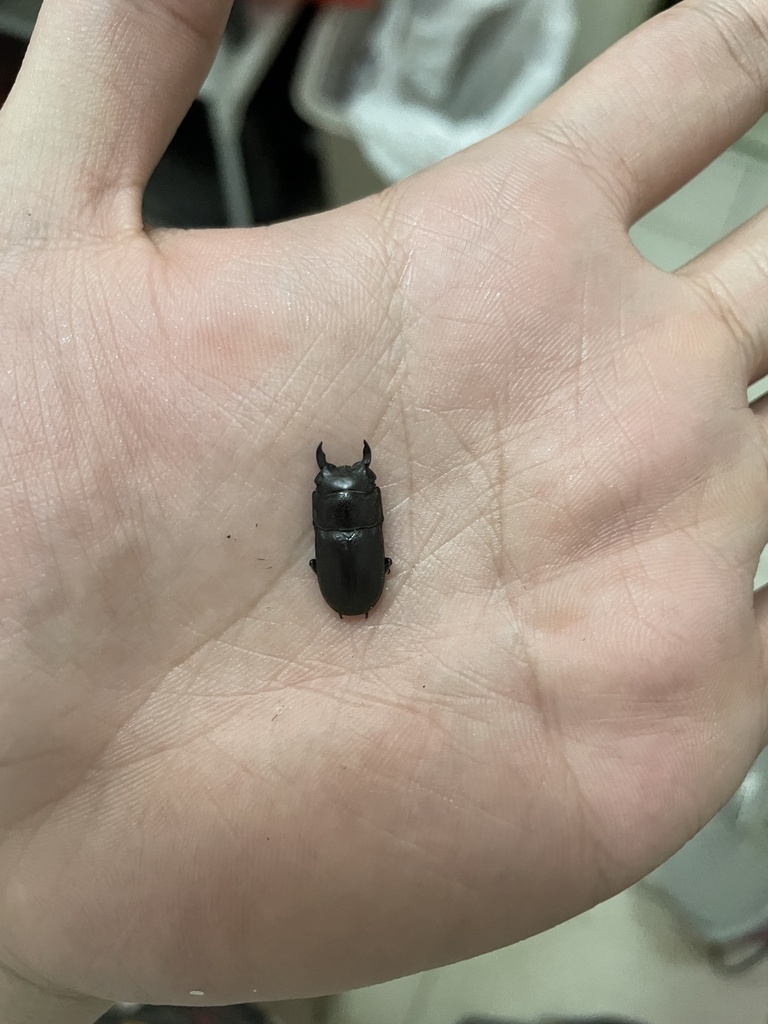 Metallactulus parvulus from 蘭嶼, 蘭嶼鄉, TW on January 8, 2023 at 04:08 AM ...