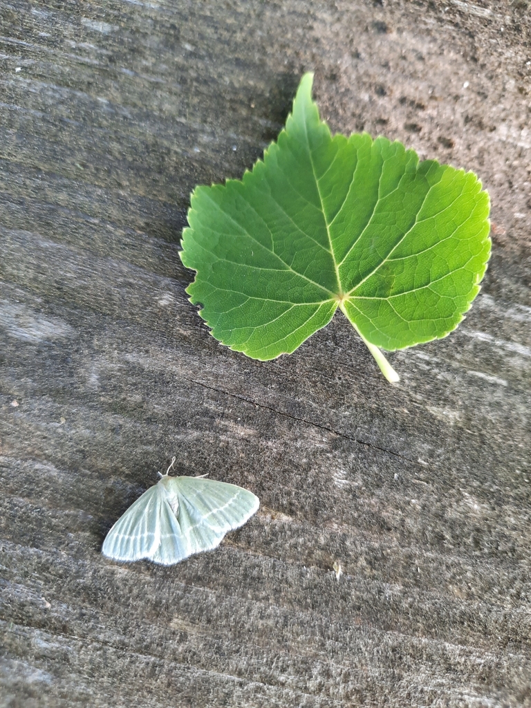 Little Emerald from Афримово, Тверская обл., Россия on June 13, 2023 at ...
