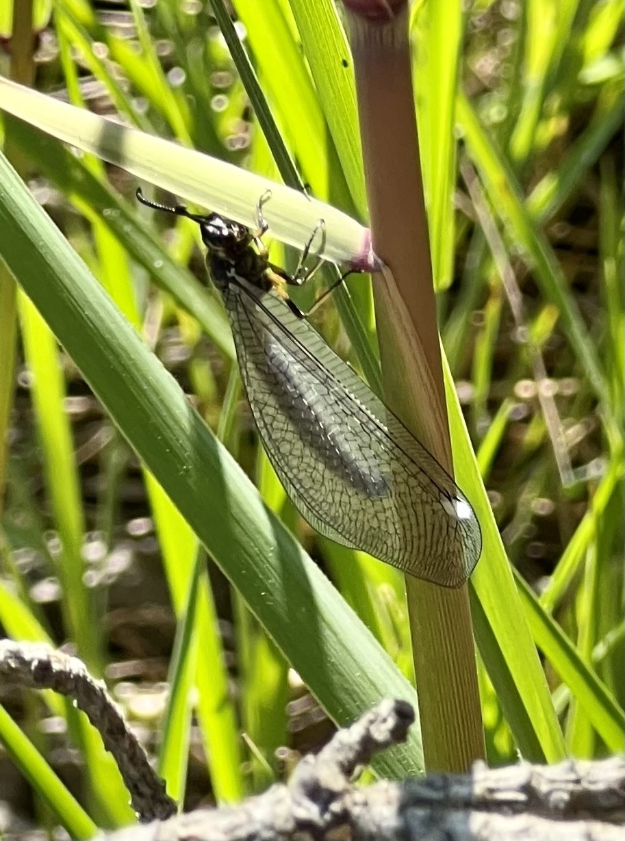 Myrmeleon formicarius Linnaeus, 1767