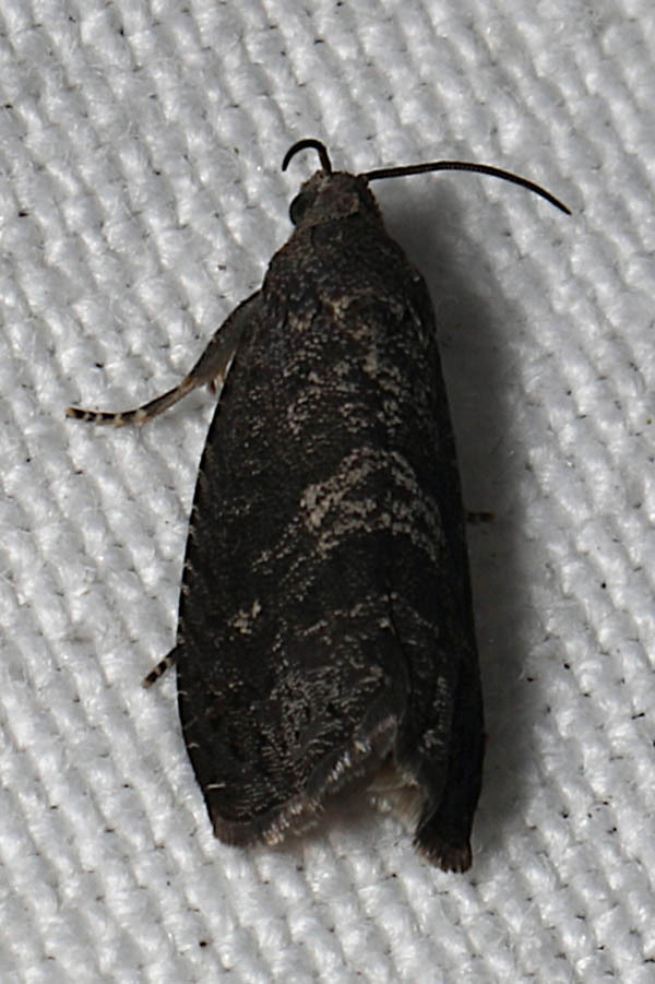 Cydia molesta from Saint-Symphorien-sur-Couze, 87140 Saint-Pardoux-le ...